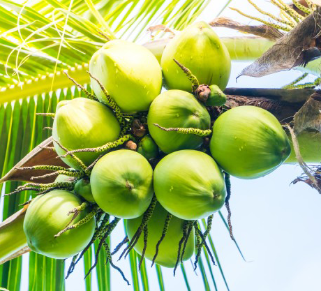 Crop Estates - Crop Leasing, The Future of Crop Financing | Home